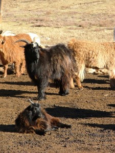 La laine, une affaire de bêtes